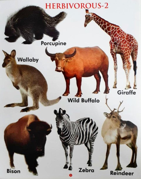 My First Book of Wild Animals Wipe And Clean – Books and You